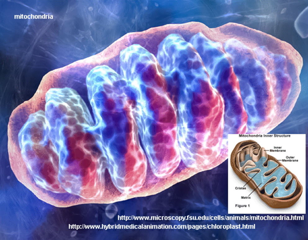 Three major ways to improve your mitochondrial function -- Health ... Three major ways to improve your mitochondrial function -- Health ...