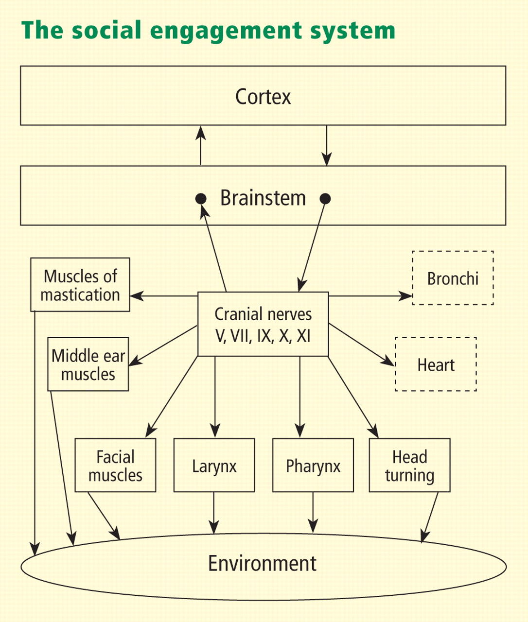 The polyvagal theory: New insights into adaptive reactions of the ... The polyvagal theory: New insights into adaptive reactions of the ...