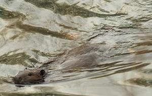 New York City Beaver Returns — Earth Changes — Sott.net