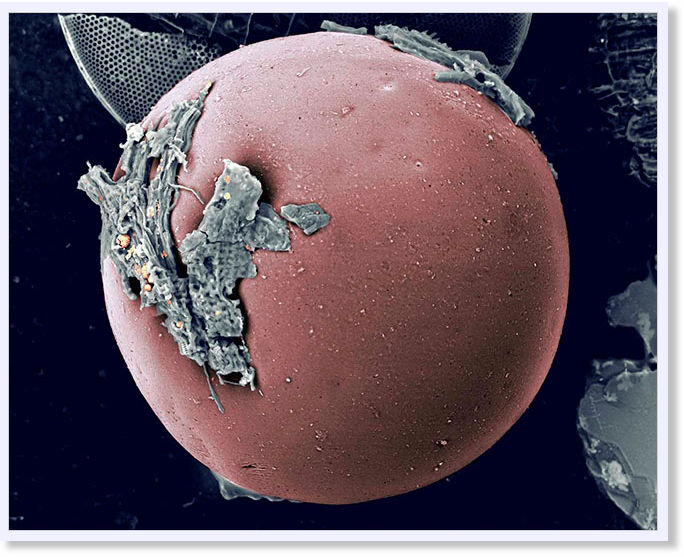 Meteorite Strikes, Setting Off a Tsunami: Did It Happen Here? — Science ...