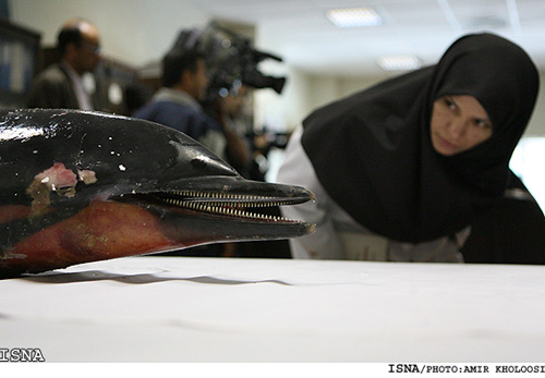 The mystery of dead dolphins in Persian Gulf — Earth Changes — Sott.net