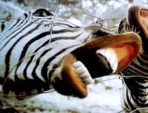 My little zebra: The secrets of domestication — Science & Technology ...