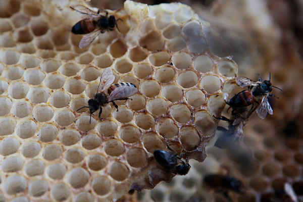 Archaeologists Discover Beehives from Ancient Israel — Science ...