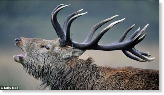 Man dies following ferocious deer attack at Slovakian farm — Earth ...