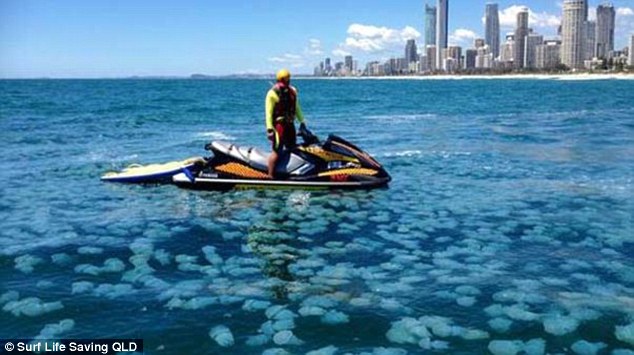 Hundreds of thousands of blue jellyfish invade Surfer's Paradise ...