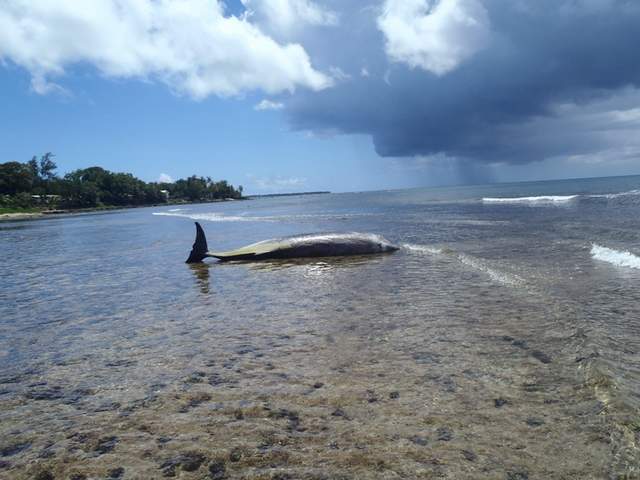 Rare deep sea beaked whale dies on Guam shore — Earth Changes — Sott.net