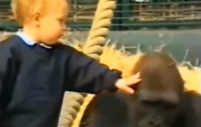 12 years later gorilla remembers girl after being released in the wild ...