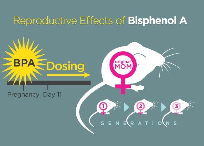 Low Dose Bpa Exposure Negatively Affects Fertility For Three