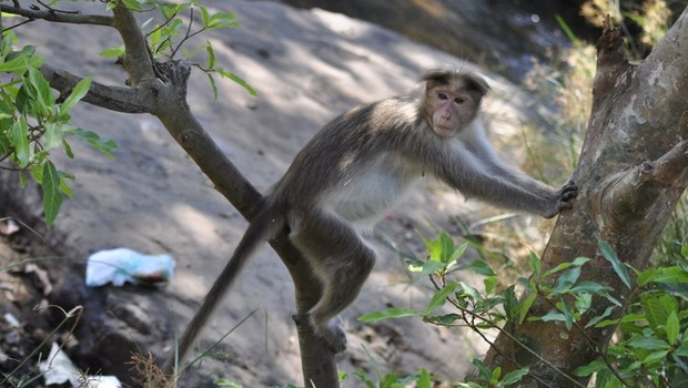 Bizarre animal behaviour: Monkey drops 2-month old human infant to ...