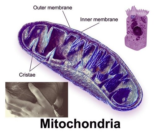 New research links health of mitochondria to our responses to stress ...