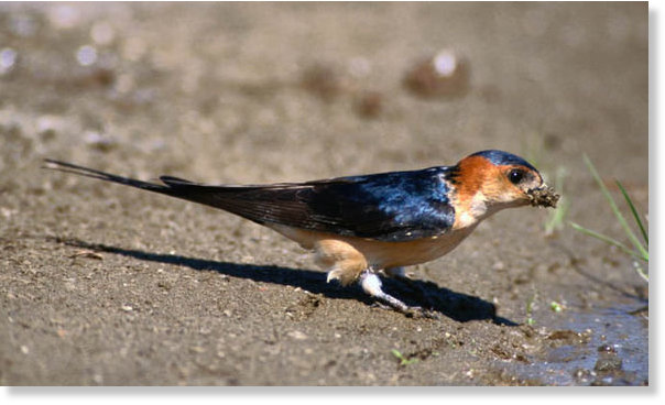 Crazy winter weather brings rare red-rumped swallow from the ...