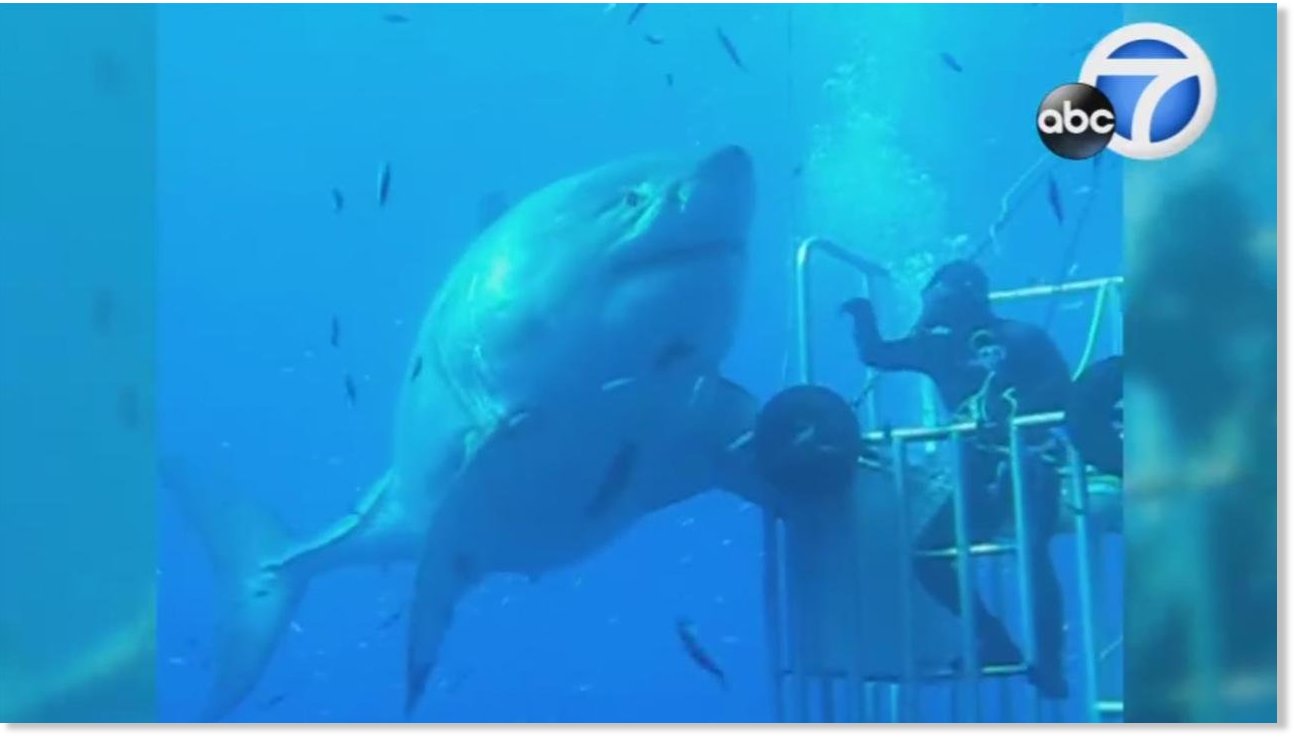Great White Shark Deep Blue
