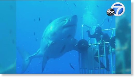 Deep Blue: World's largest shark filmed off coast of Mexico -- Earth ...