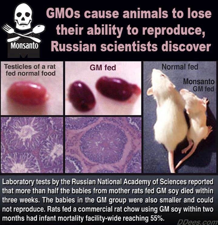 Genetically Modified Organisms: The sterilization of humanity? — Health ...