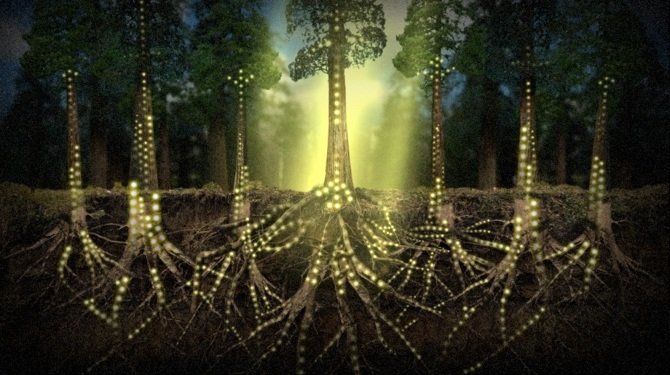 Plants communicate using an internet of fungus, "wood wide web ...