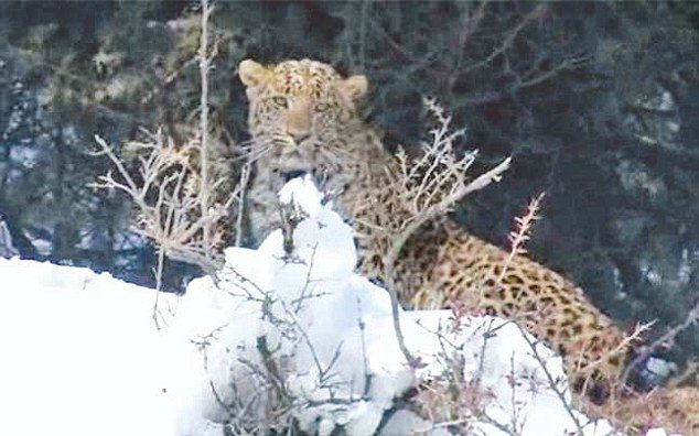 Poachers kill 45 rare snow leopards in India every year — Earth Changes ...