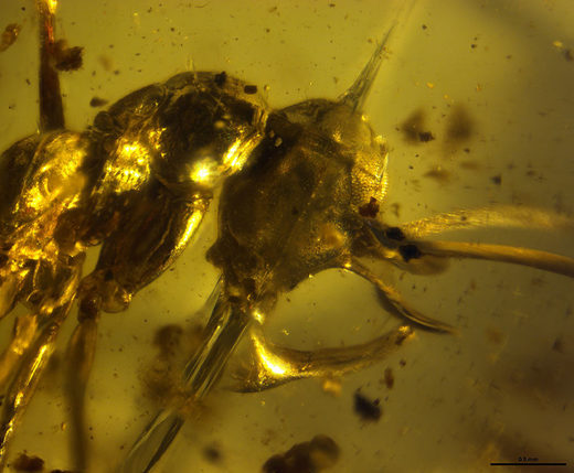 Extinct 'hell ant' with metal horns & trap jaw found inside amber ...