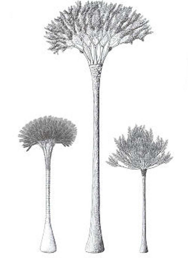 Ancient tree fossils show they bizarrely pulled themselves apart as ...