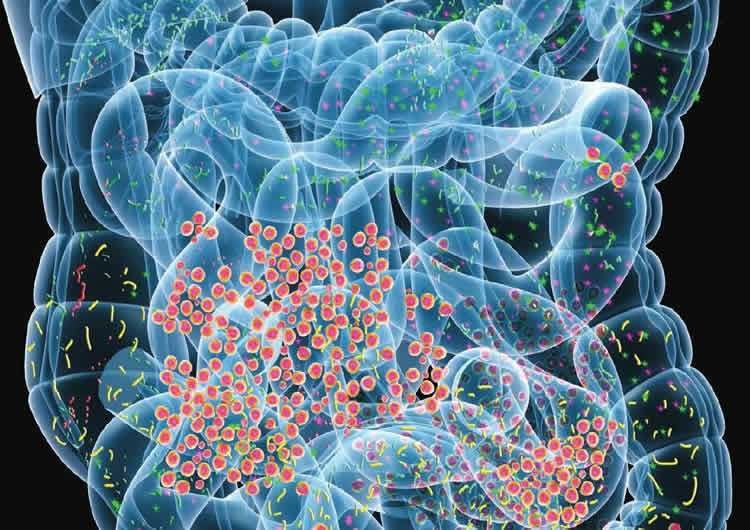 Gut bacteria shown to protect the liver — Health & Wellness — Sott.net