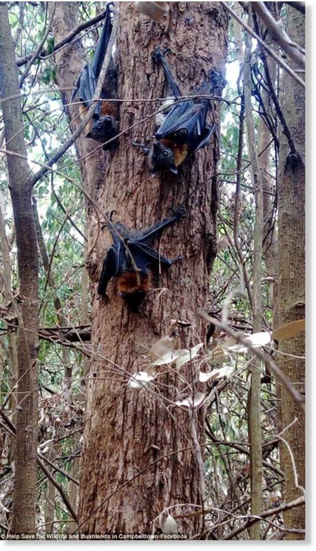 1000s of flying foxes killed by record-breaking heatwave near Sydney ...