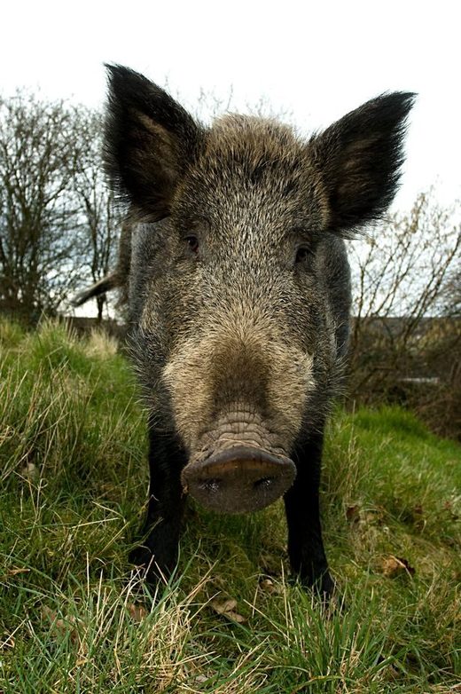 Enormous wild boar dubbed 'Pigzilla' caught rummaging in bins near ...