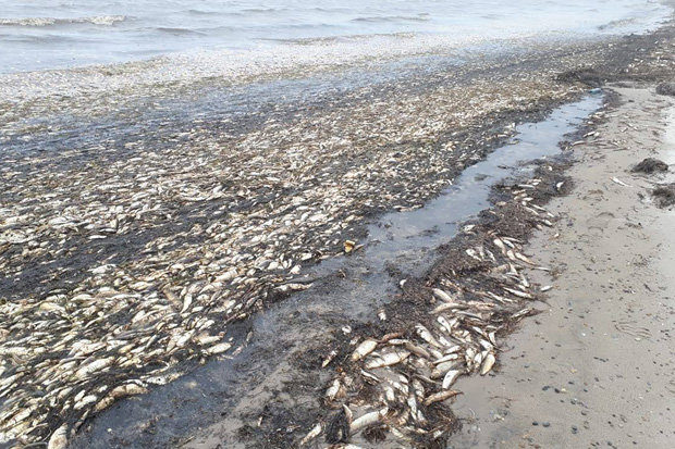 Mystery as hundreds of thousands of dead herring wash up on Sakhalin ...