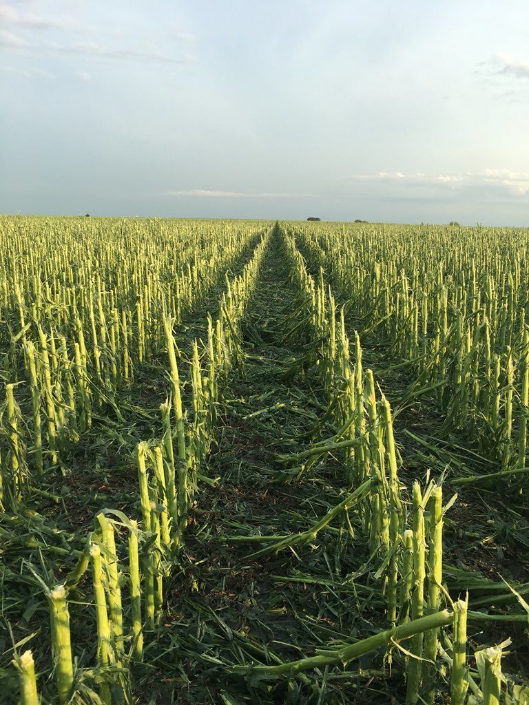 Large hailstones smash crops in south central Nebraska — Earth Changes ...