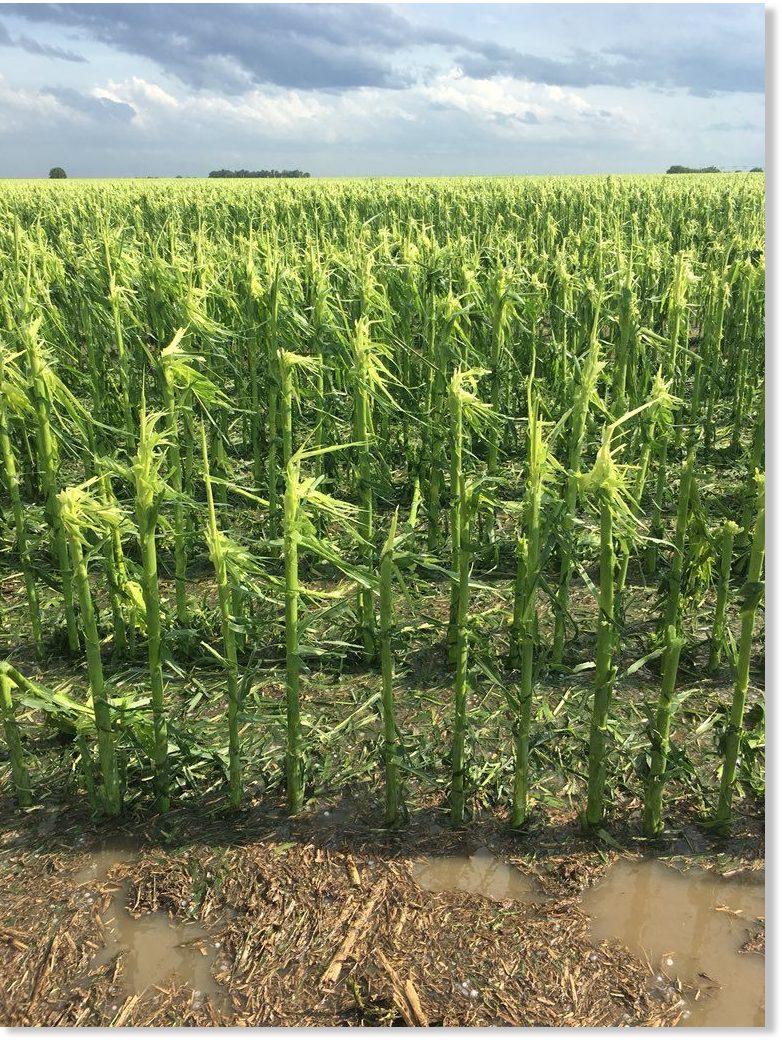 Large hailstones smash crops in south central Nebraska — Earth Changes ...