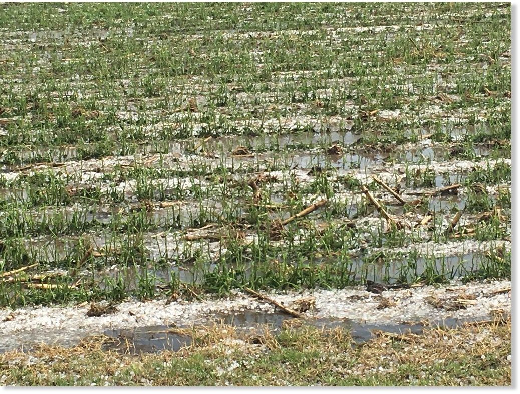 Large hailstones smash crops in south central Nebraska — Earth Changes ...