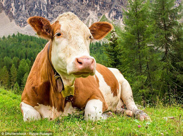 What are we doing to our cows? World's first blood glucose meter ...