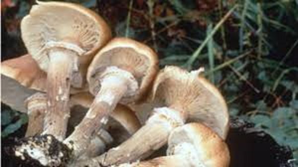 'Humongous fungus' in Michigan weighs 440 tons and is 2,500 years old ...