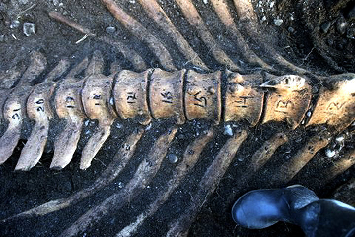 Skeleton of extinct sea cow unearthed on remote Russian Island ...