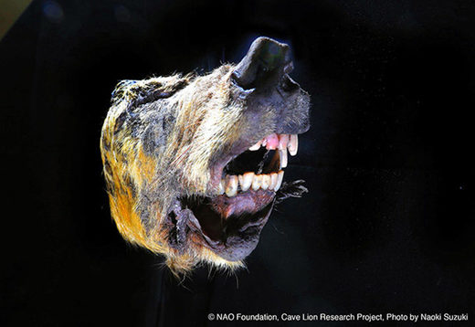 Giant Pleistocene wolf discovered in Yakuti, Russia - still snarling ...