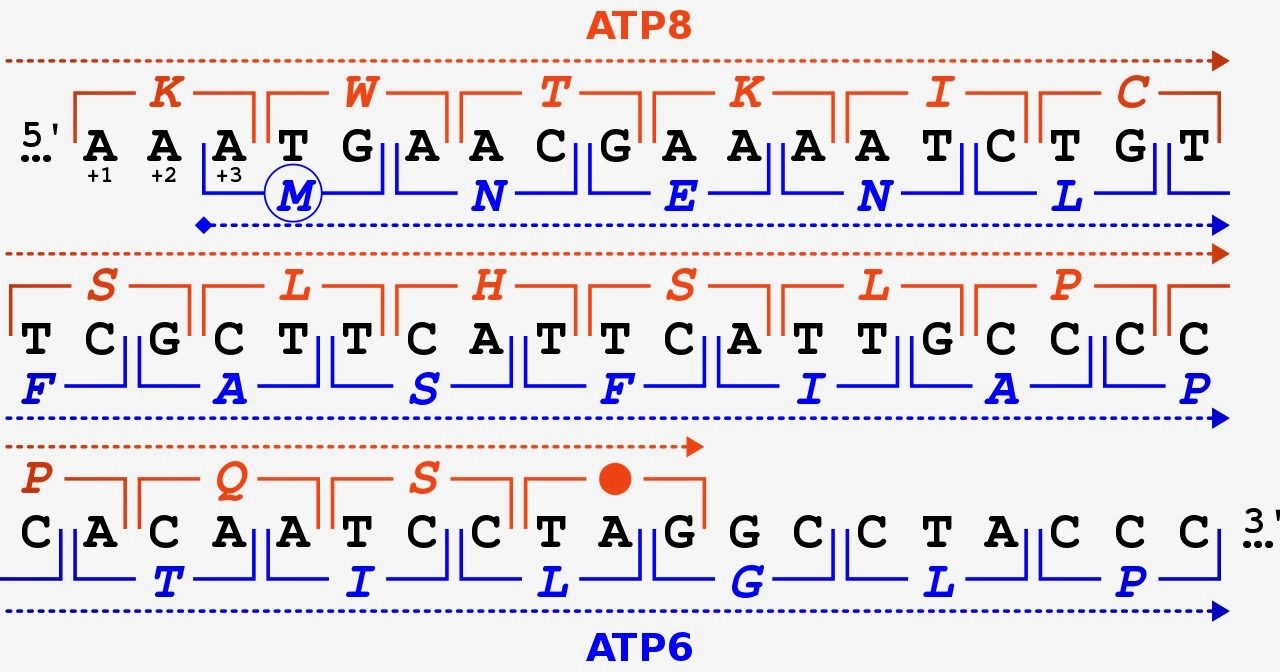 The genius involved in creating alternative reading frames in DNA ...