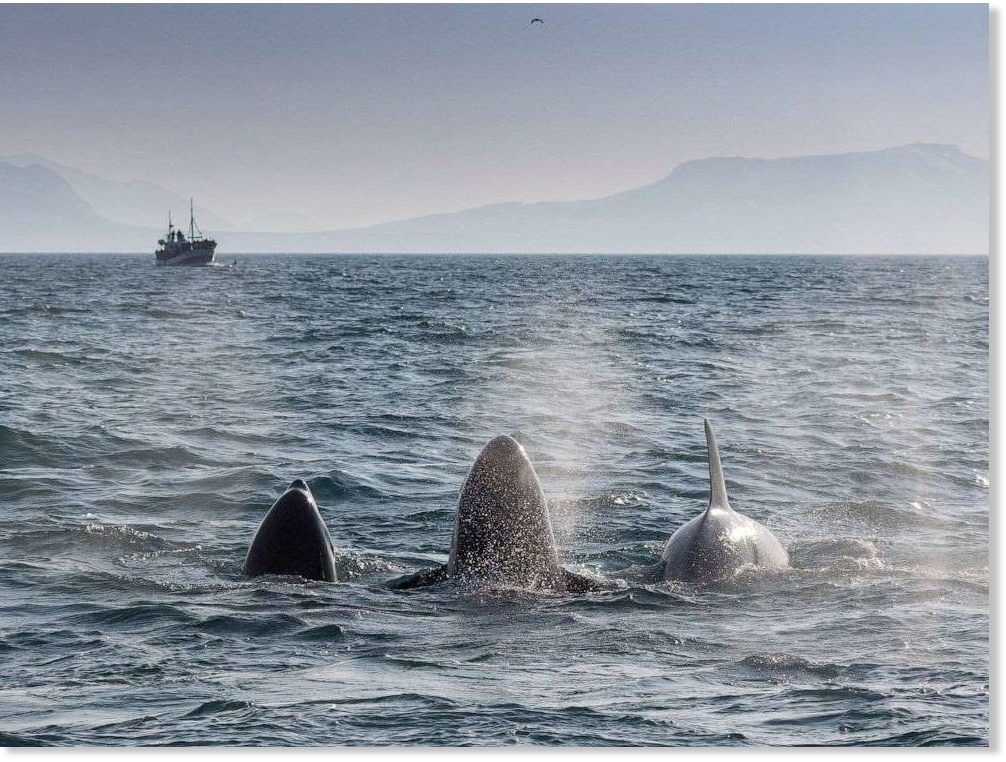 Killer whales migrate from Iceland to Italy for the first time in ...