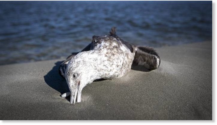 Over 150 dead seagulls found on beach in New Zealand — Earth Changes ...