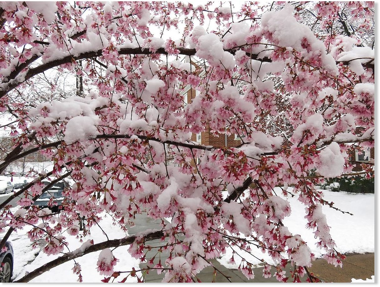 Winter takes over Romania at the end of March — Earth Changes — Sott.net