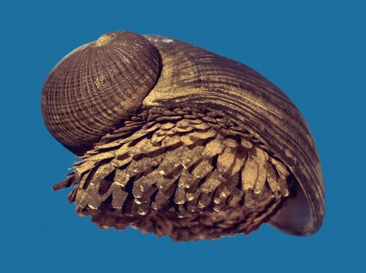 Scaly-foot gastropods: the iron-armored snails of the Indian Ocean ...