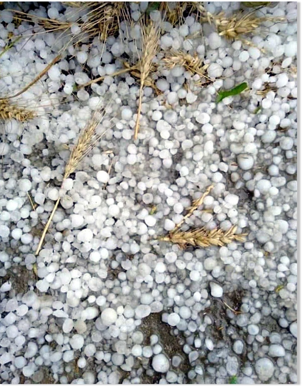 Second hailstorm in 3 days wreaks havoc in scores of villages in ...