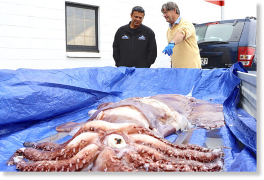 Giant squid from deep water caught in the Bay of Plenty, New Zealand ...