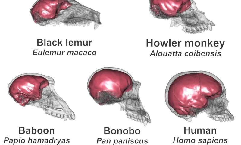 Human brain evolved to be not just bigger but finely shaped and ...