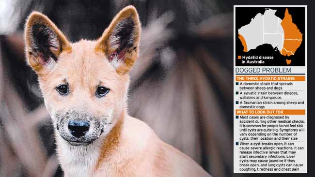 Australia: Dingo Poo Spreading Deadly Parasites to Humans — Health ...