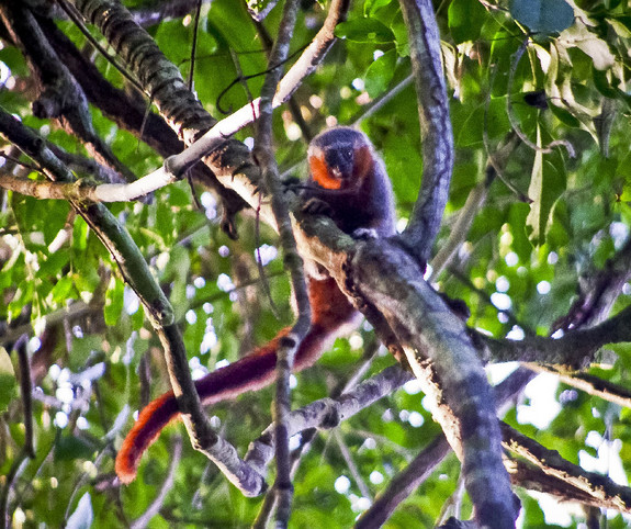 Amazon Expedition Discovers New Monkey — Science & Technology — Sott.net