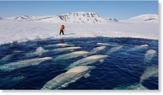 50 Beluga Whales Trapped By Ice In The Arctic Unprecedented Since The