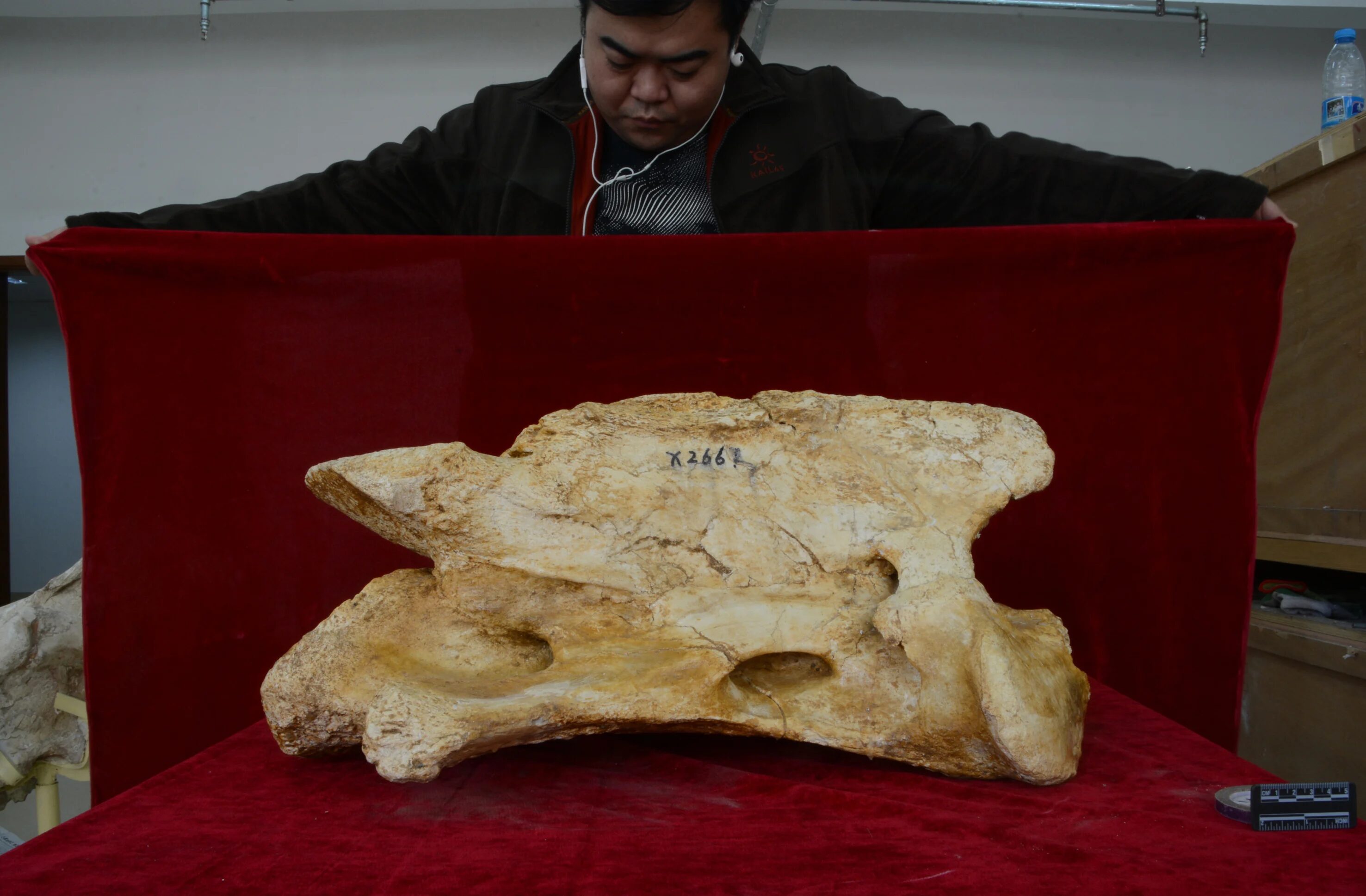 New giant rhino fossil may be one of the largest land mammals ever ...