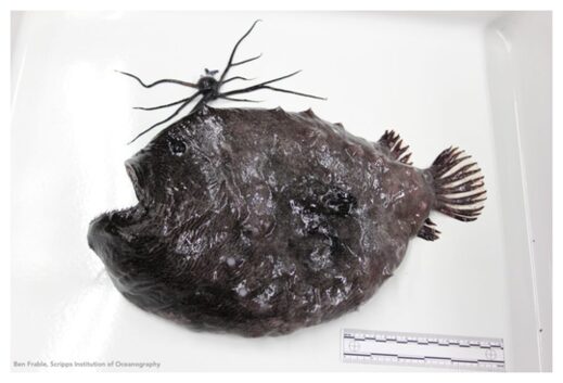 'Extremely rare' deep-sea fish washes up on California beach -- Earth ...