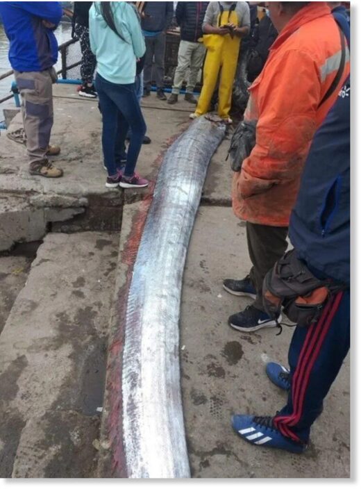 6 meter long oarfish from the deep sea found off coast of Chile ...