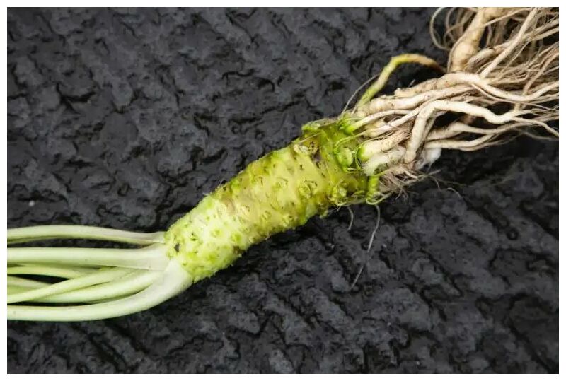 Wasabi isn't just for sushi: It is an innovative solution for ...