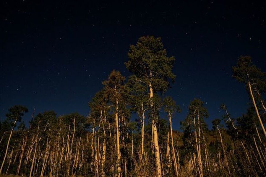 Pando: Documenting a tree that redefines what a tree can be — Science ...