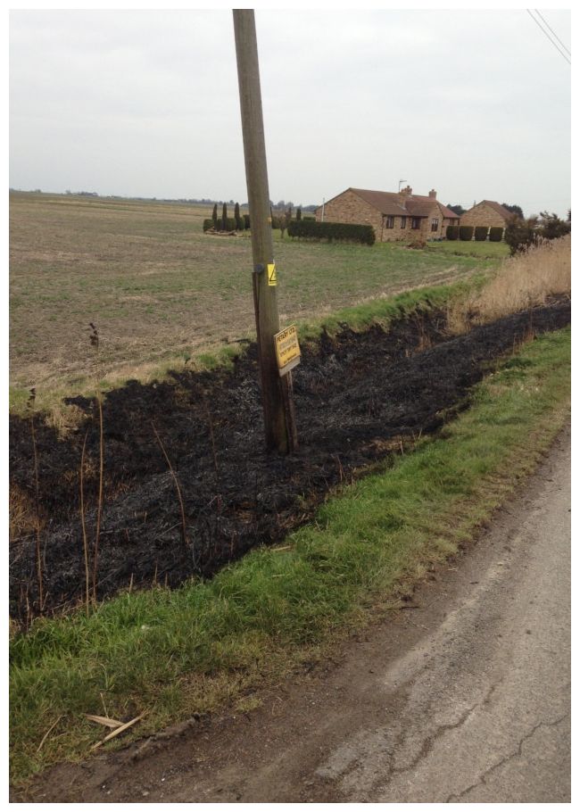 Ditch fire blamed on pigeon fireball — High Strangeness — Sott.net